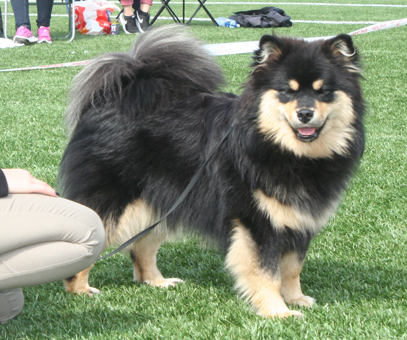 My dogs – Lumikki Kennel