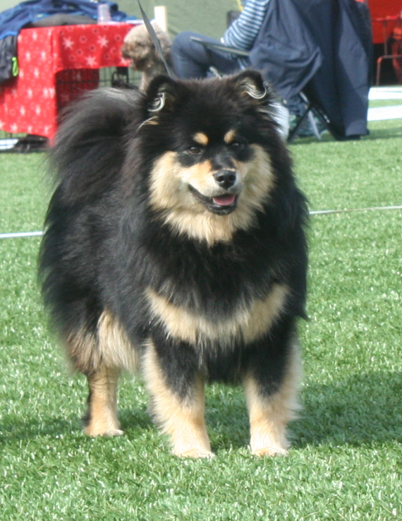 My dogs – Lumikki Kennel